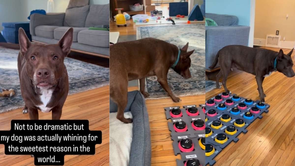 Dog Whines for the ‘Sweetest Reason in the World’ in Viral Video - DogTime