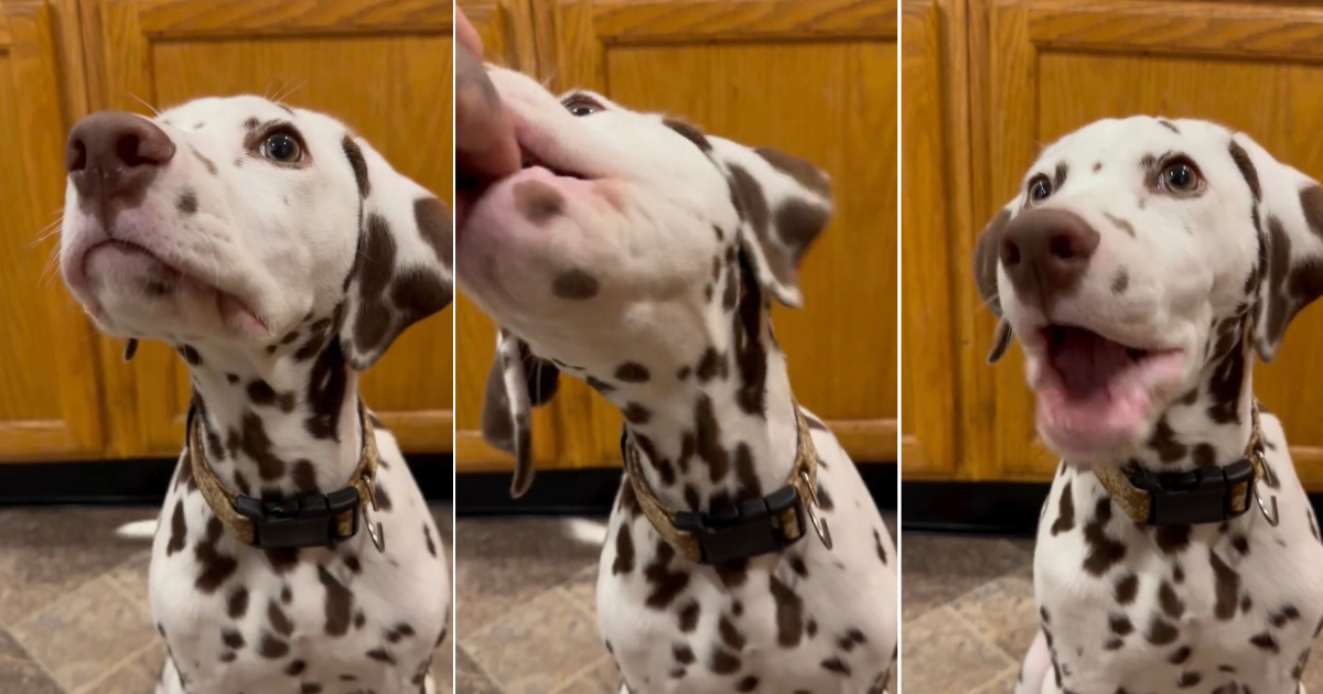 Video: Puppy's Chewing Style Goes Viral & You'll See Why - DogTime
