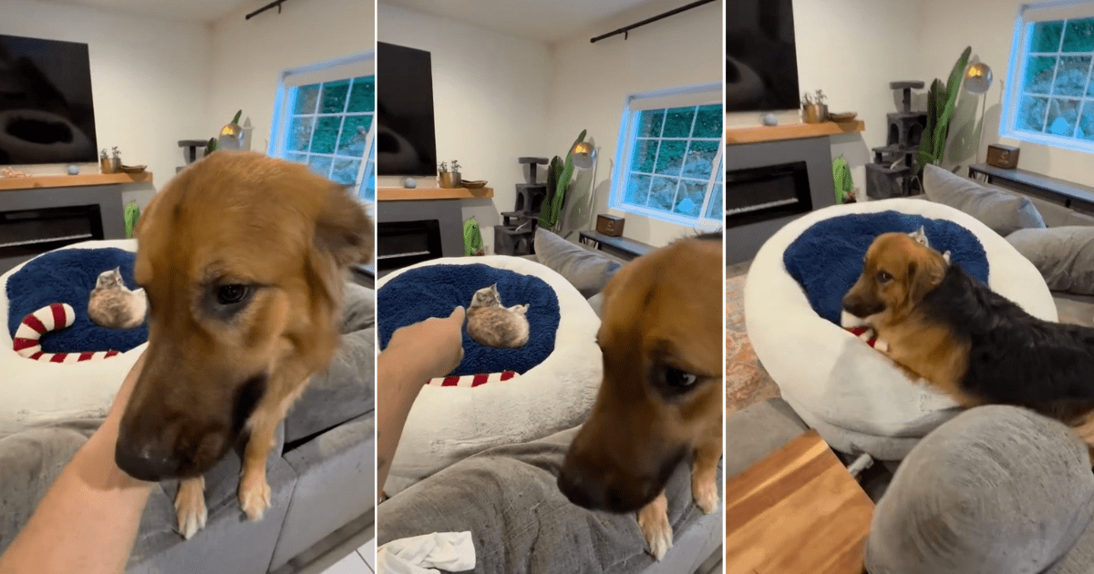 Video: Owner Teaches Dog Bravery After Cat Kicks Him Out of Bed - DogTime