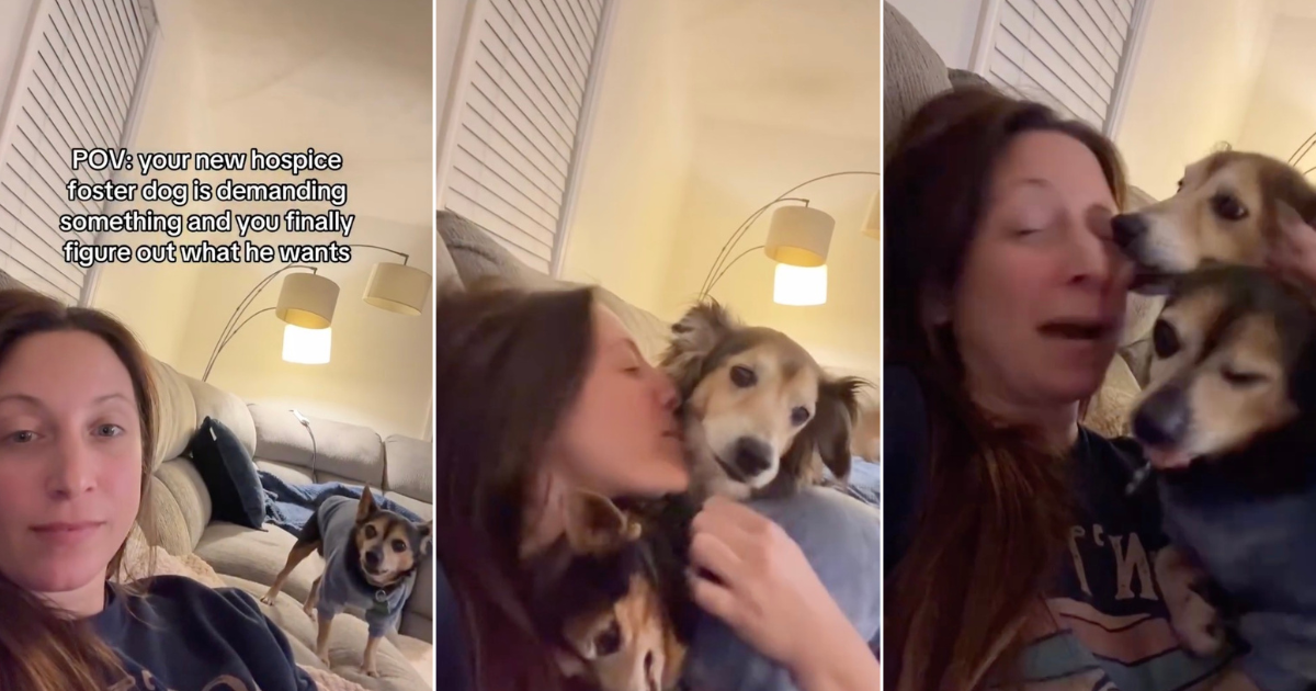 Video: Hospice Foster Dog Is 'Bossy' When Demanding Pets - DogTime