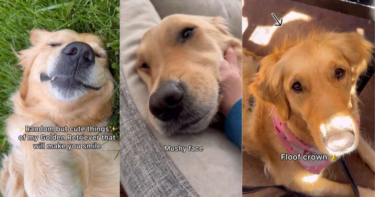 Golden Retriever's 'Random Cute Things' Showcased in Adorable Video ...