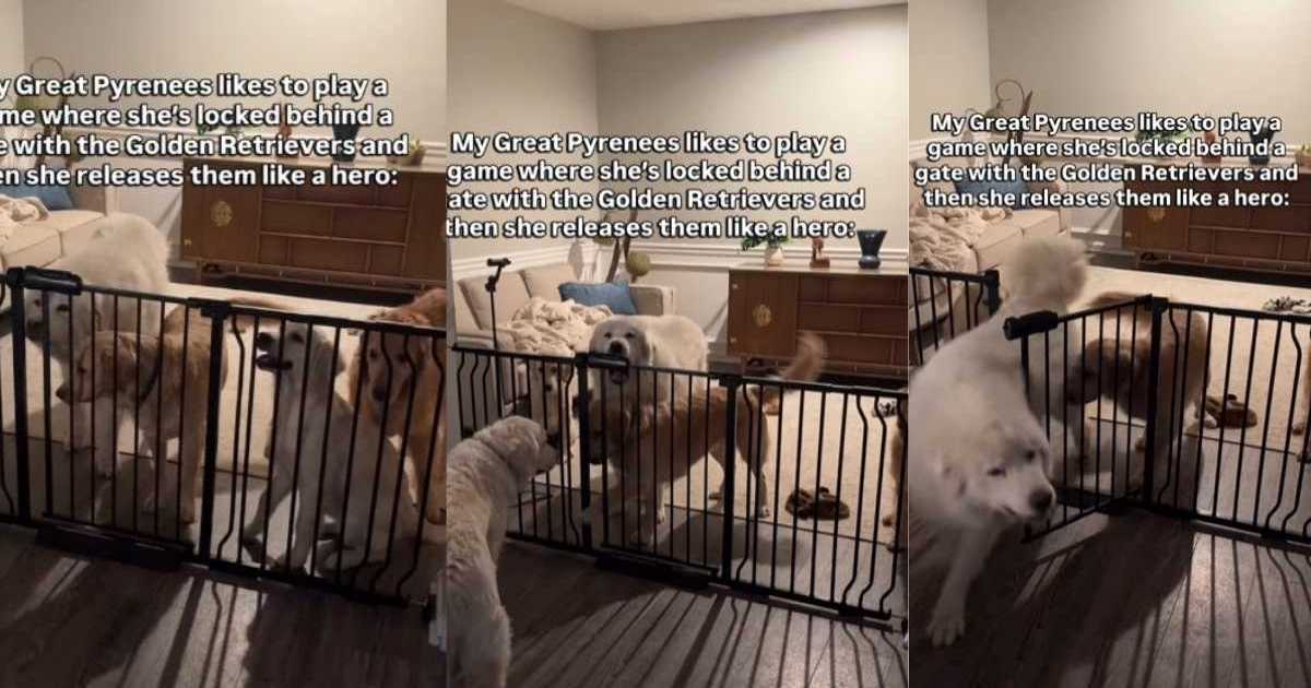 Video: Owner Proves Great Pyrenees Has ‘Twisted Sense of Humor' - DogTime