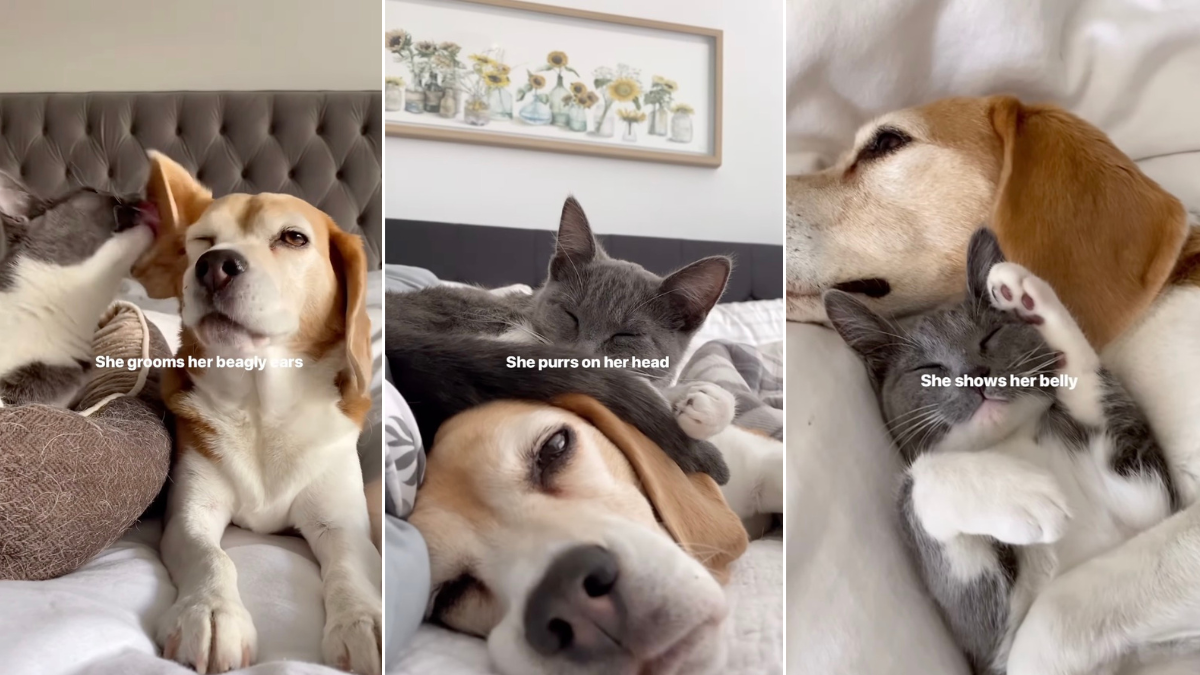 Video: Beagle Is Loved Unconditionally by Cat Sibling - DogTime