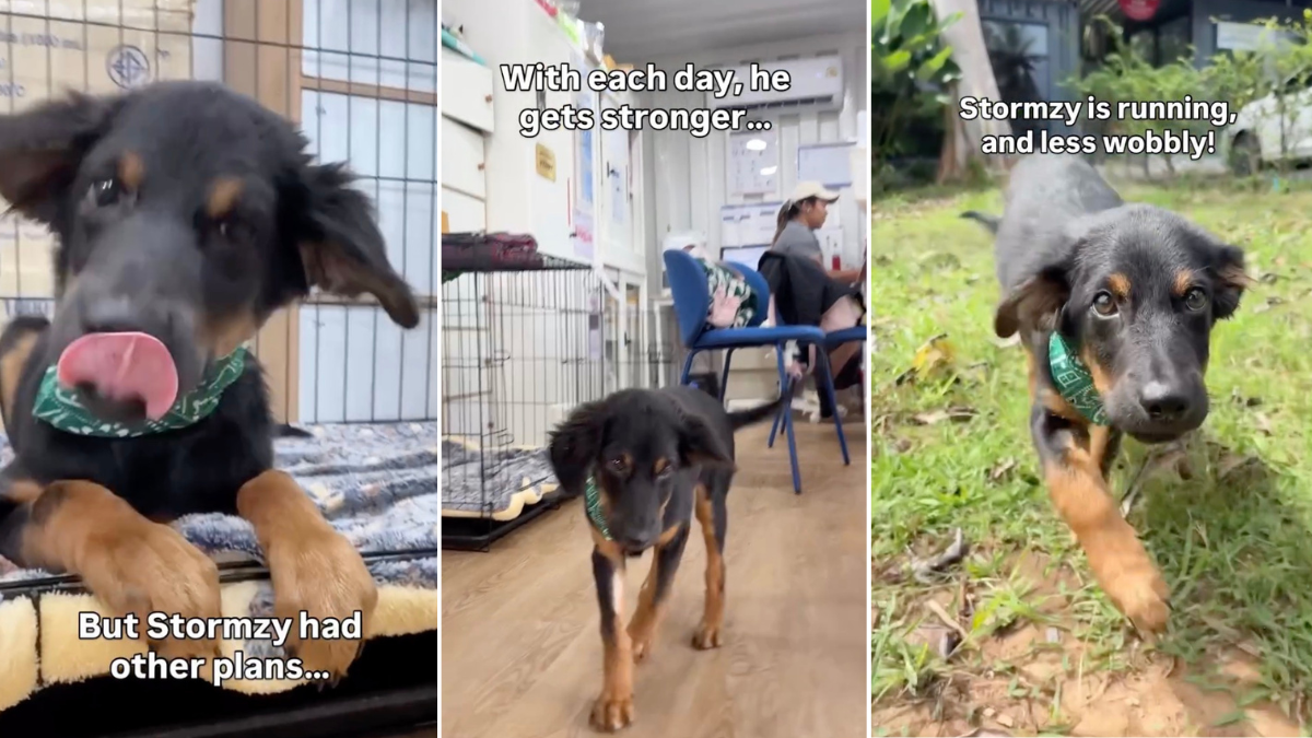 Video: Rescue Puppy Proves People Wrong by Running After Accident - DogTime