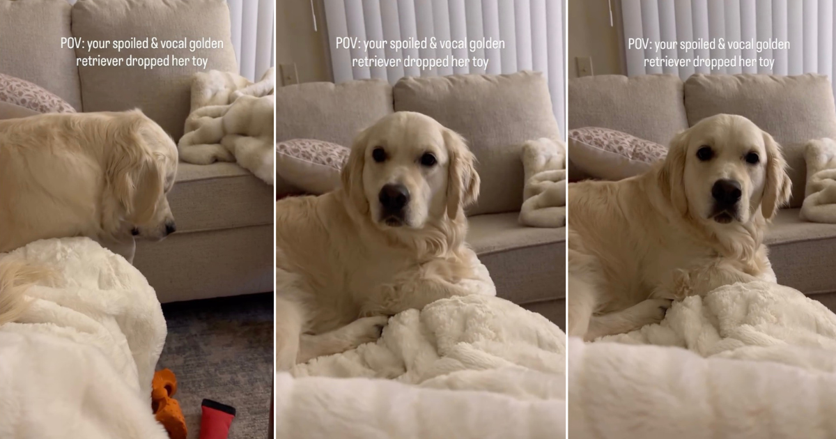 Video: Golden Retriever Becomes 'Sassy' After Dropping Toy Off Couch ...