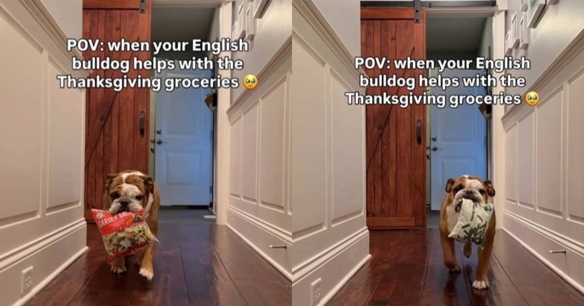 Dog Turns 'Thanksgiving Helper' in Adorable Video - DogTime