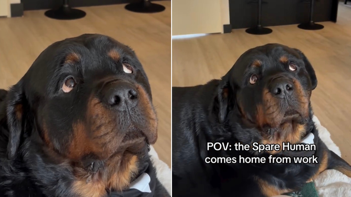 Video: Dog Gives Intense Stare When 'Spare Human' Comes Home After Work ...