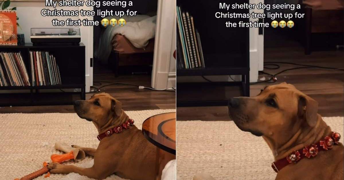 Video: Shelter Dog’s Reaction to Christmas Tree Lights Is Heartwarming ...