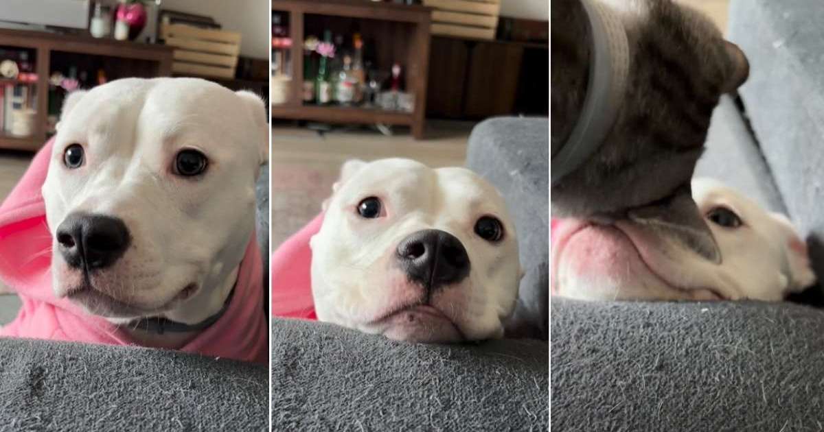 Video Shows Dog Testing Pouting Skills on Cat With Cute Results - DogTime