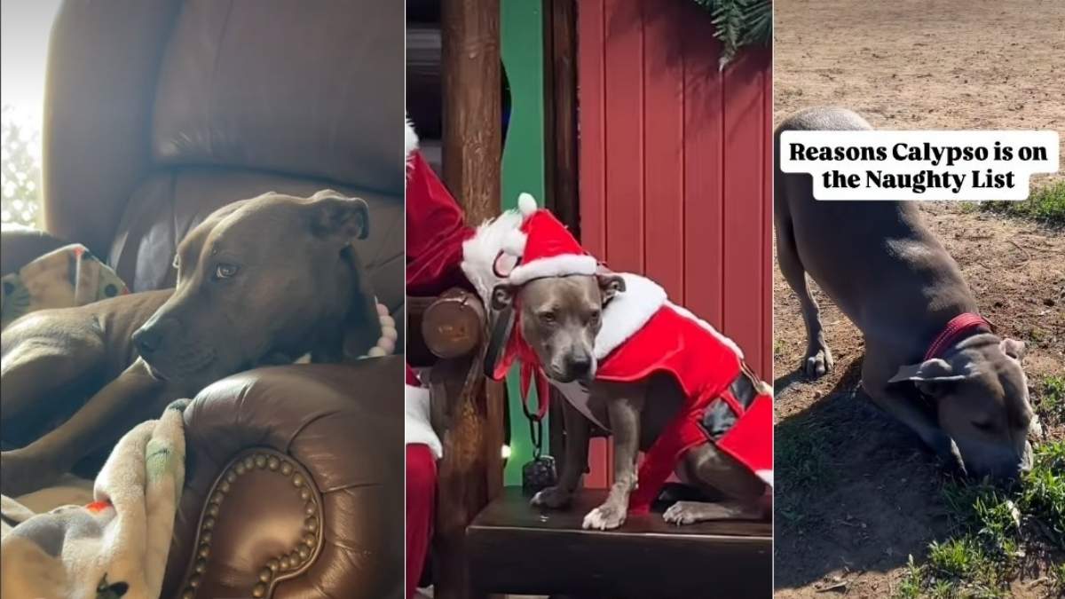 Video: This Pit Bull Will Be on Santa's 'Naughty List' This Year - DogTime