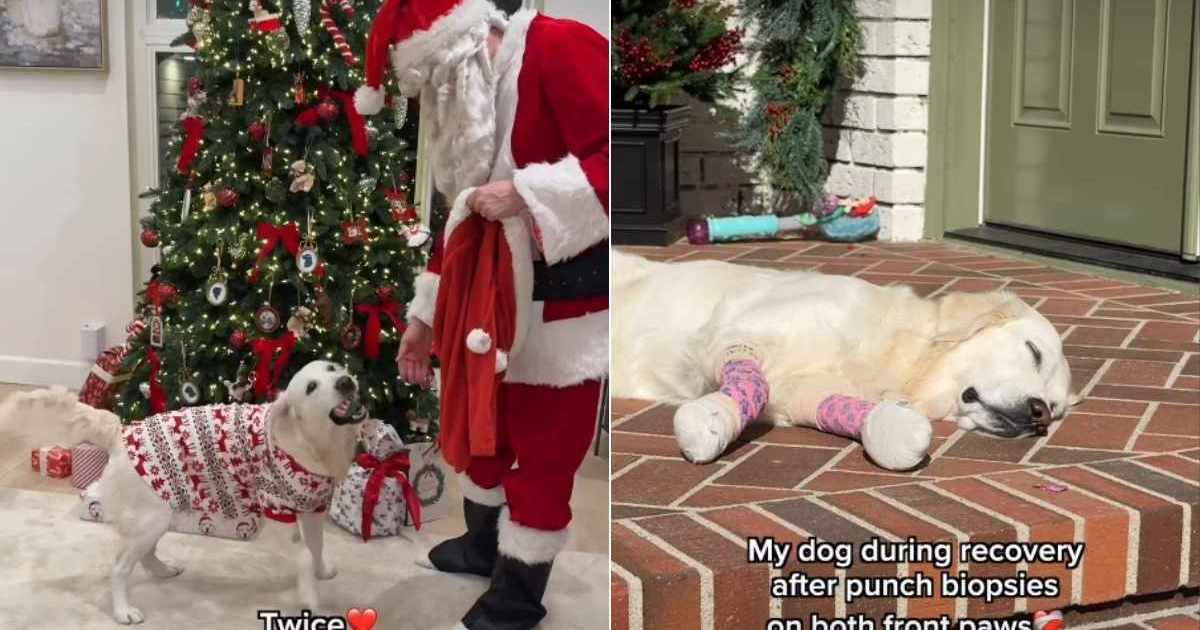 Santa Lifts Golden Retriever's Spirits During 'Recovery' - DogTime