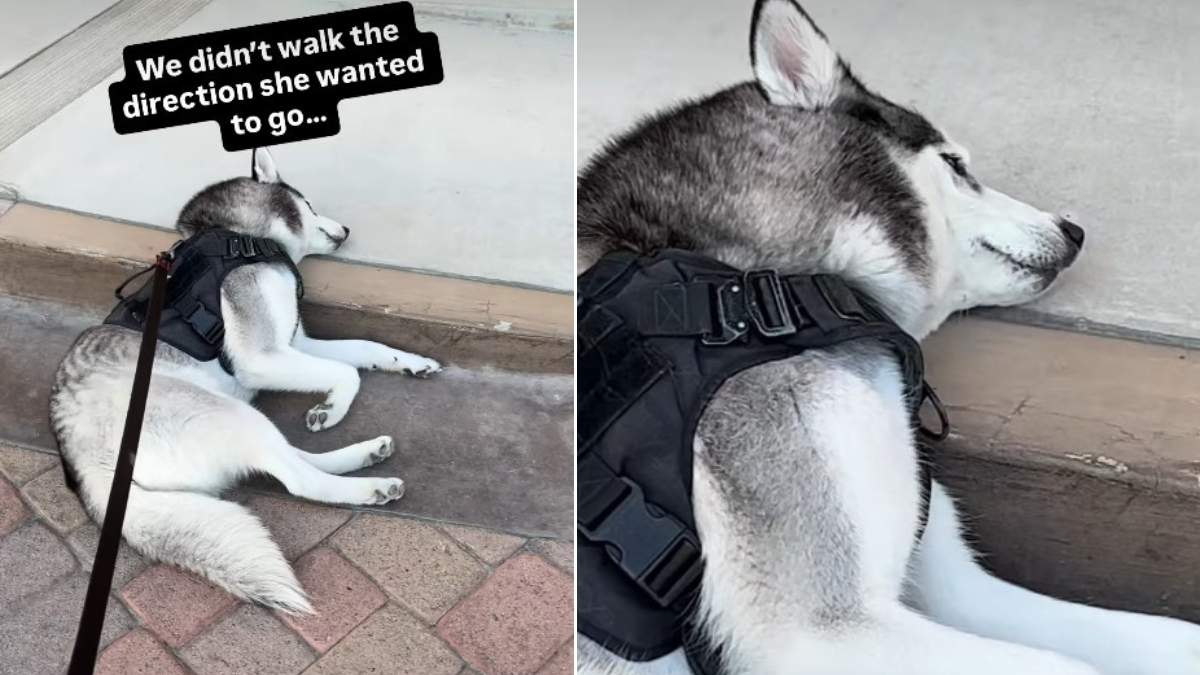 Video Shows Husky's Reaction Before & After Walking in Her Preferred ...