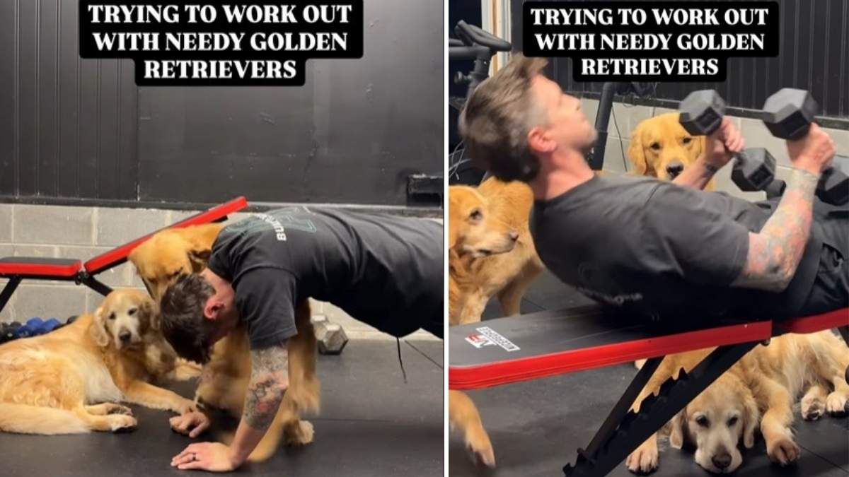 'Needy' Golden Retrievers Aren't Ideal Workout Partners for Dad - DogTime