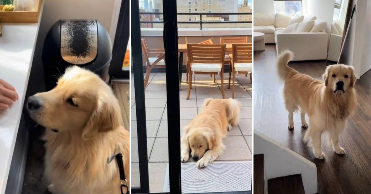 Video: What Day in the Life of a 'Celeb Dog' Looks Like - DogTime