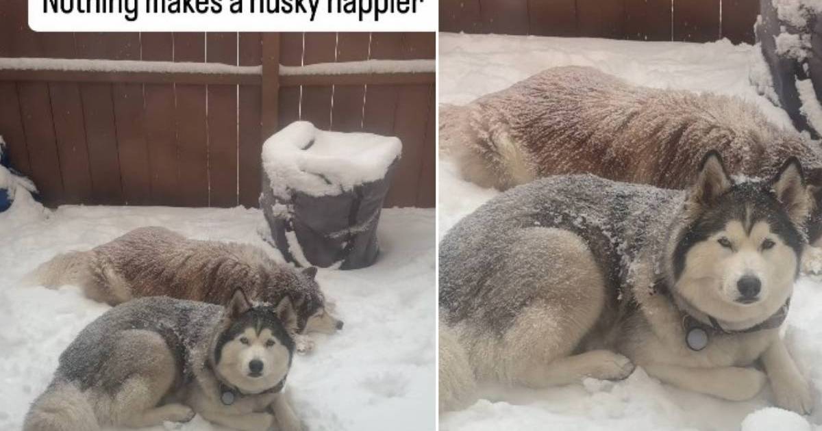 does husky like snow