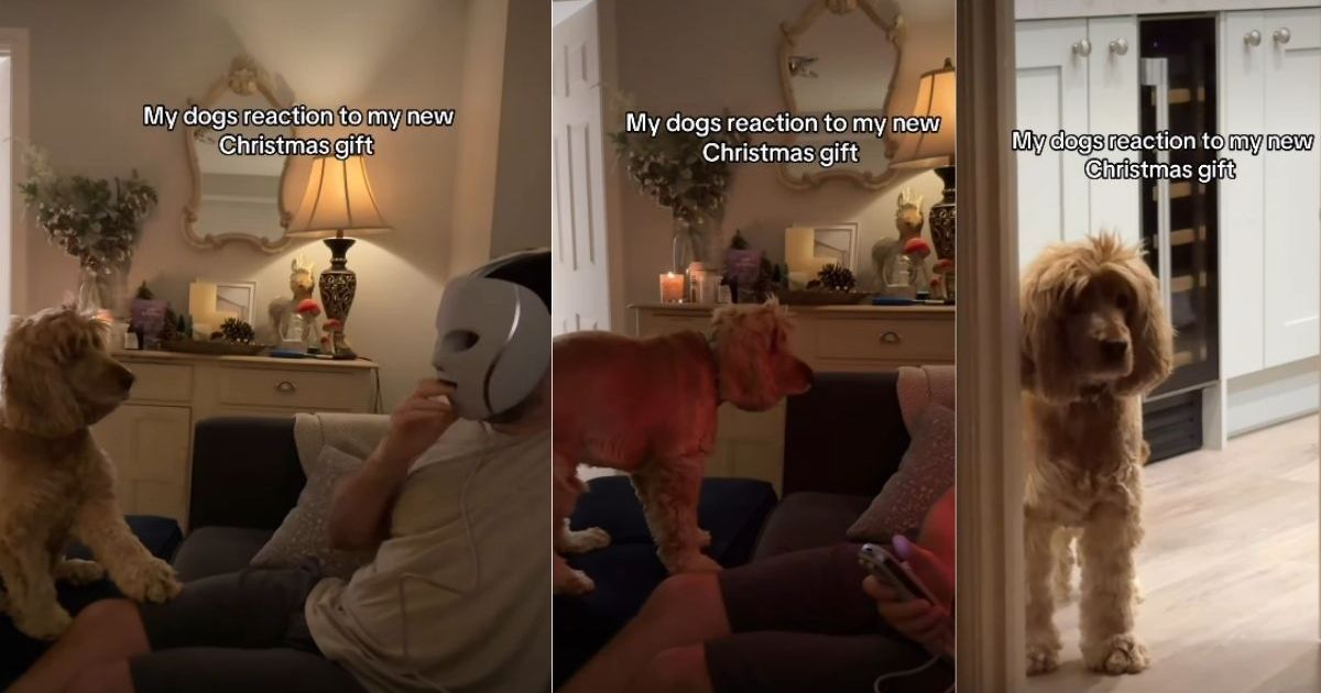 Video: Dog's Reaction To Owner's LED Face Mask Gift Is Hilarious - DogTime