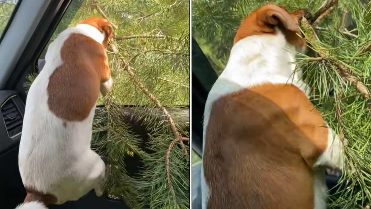 Dog Clings to & Pulls Tree Branch with Full Force in Viral Video - DogTime