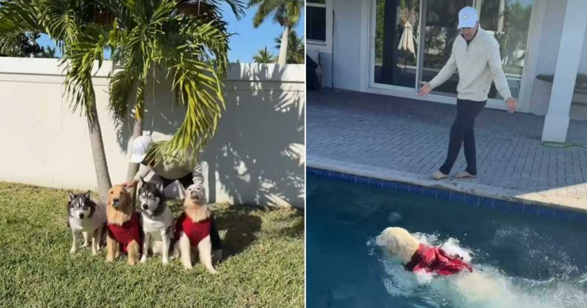 Golden Retriever Jumps Into Pool During Family Photo Time - DogTime
