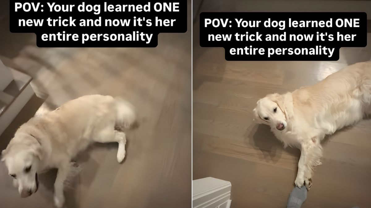 Golden Retriever's One Trick Becomes Her 'Entire Personality' - DogTime