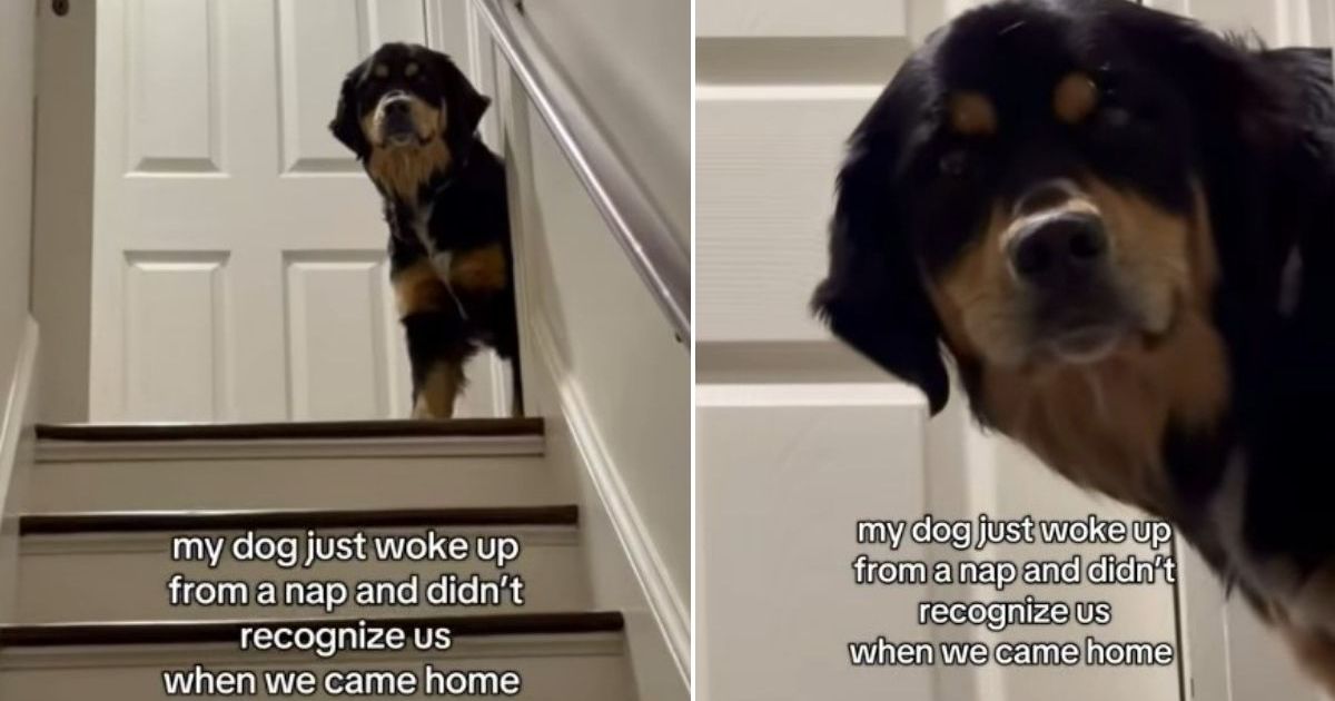 Video Shows Dog Not Recognizing Owners After Waking up From Nap - DogTime