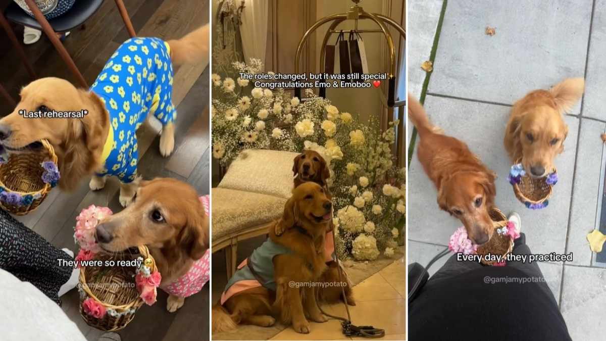Golden Retrievers Practice Being Cutest Ring Bearers in Adorable Video ...