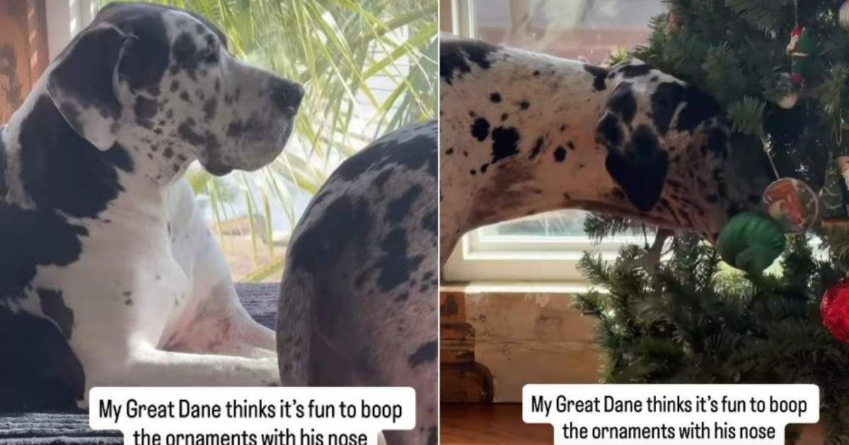Video: This Great Dane Knows What to Do With a Christmas Tree - DogTime