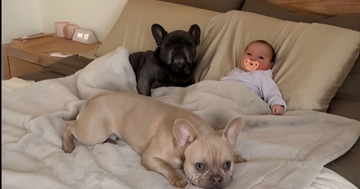 Video Shows Dogs & Baby Going Back To Sleep After Morning Routine - DogTime