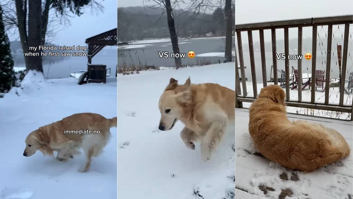 Video: ‘Florida-Raised Dog’ Learns To Love the Snow - DogTime
