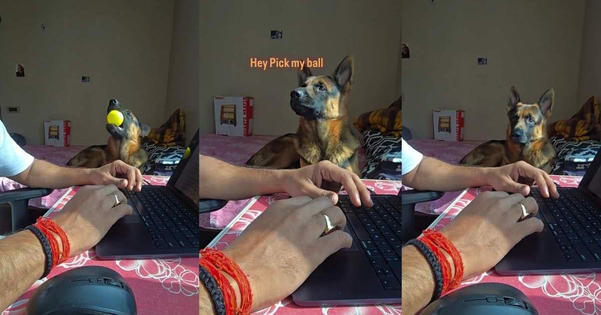 Video: Dog Gets Into 'Heated Argument' With Owner Over Ball - DogTime