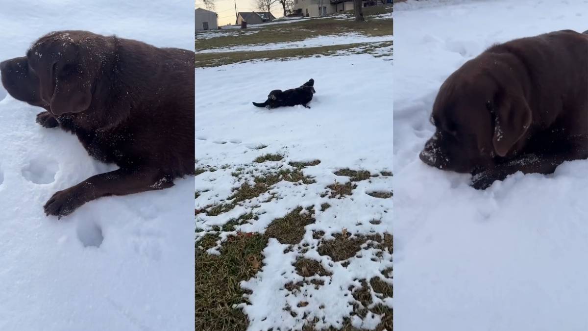 Labrador Experiences First Snow of the Season in Cute Video - DogTime