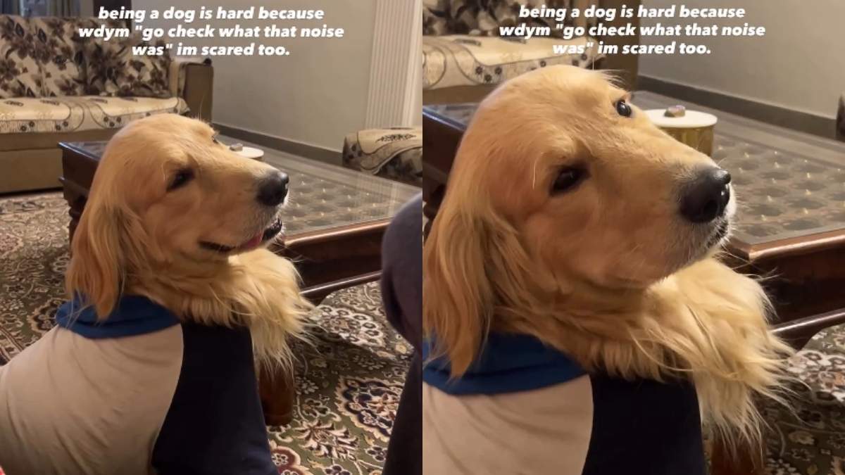 Golden Retriever's Video Explains Why Being a Dog Is 'Hard' - DogTime