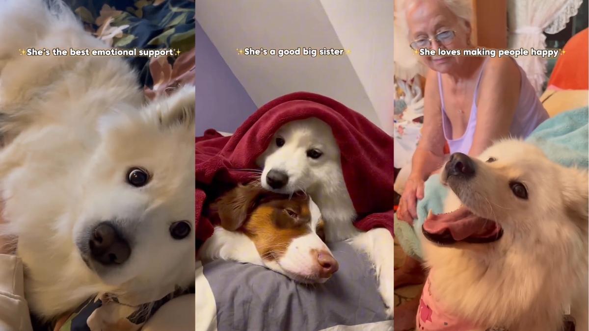 Video: Owner Shares Why Samoyed Will Make It to ‘Nice List' - DogTime