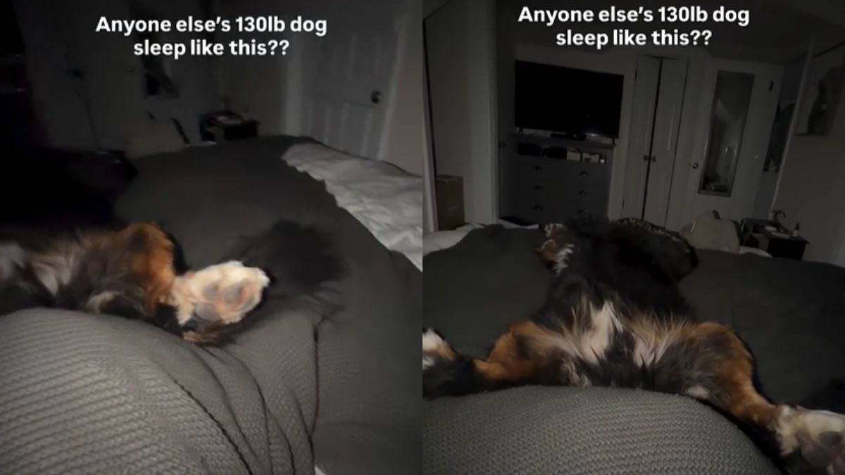 Video: Bernese Mountain Dog Sleeps in the Most Hilarious Position - DogTime