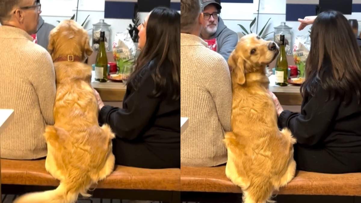 Video Shows What Hosting Guests Looks Like for Dog Owner - DogTime