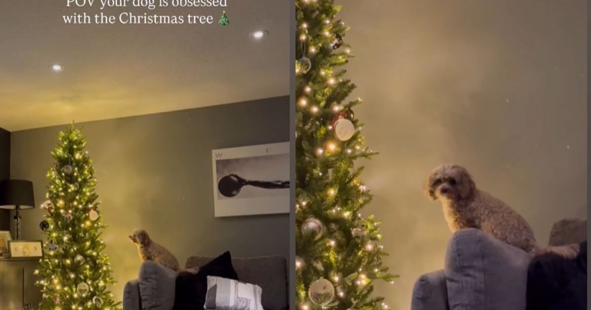 Dog Is More Than Obsessed About the Christmas Tree in Adorable Video ...