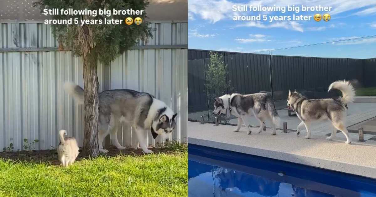 Video: Husky's Cute Behavior Remains Unchanged After 5 Years - DogTime