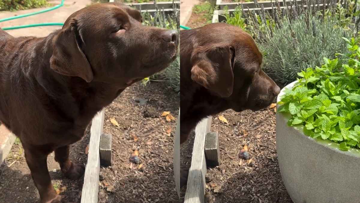 Video: Labrador's Love for Fresh Mint Leaves Is Unmatched - DogTime