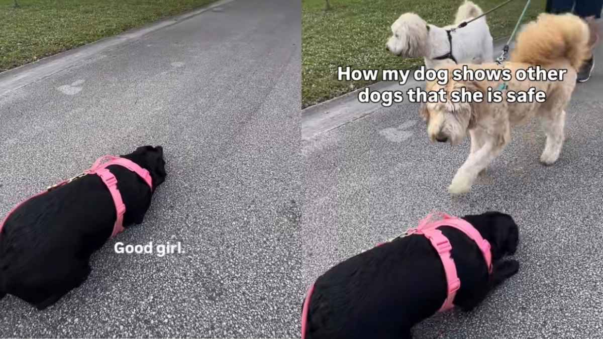 Video: Labrador Demonstrates She's 'Safe' to Other Dogs by Doing This ...