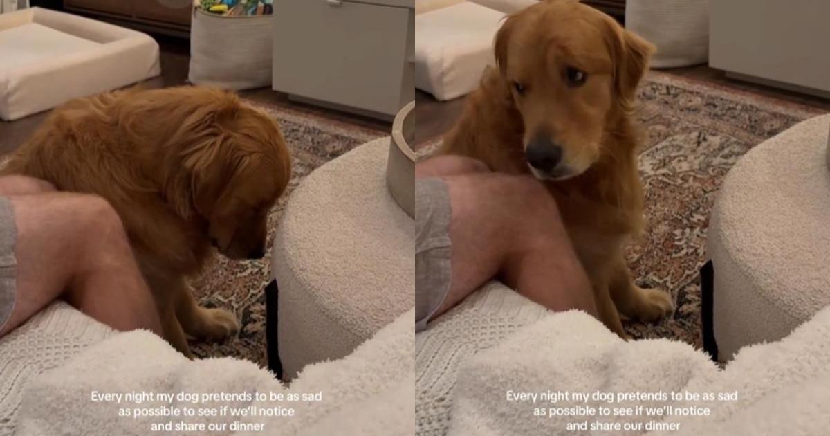 Dog Puts on a Sad Act To Try To Score Some Dinner From Owners - DogTime