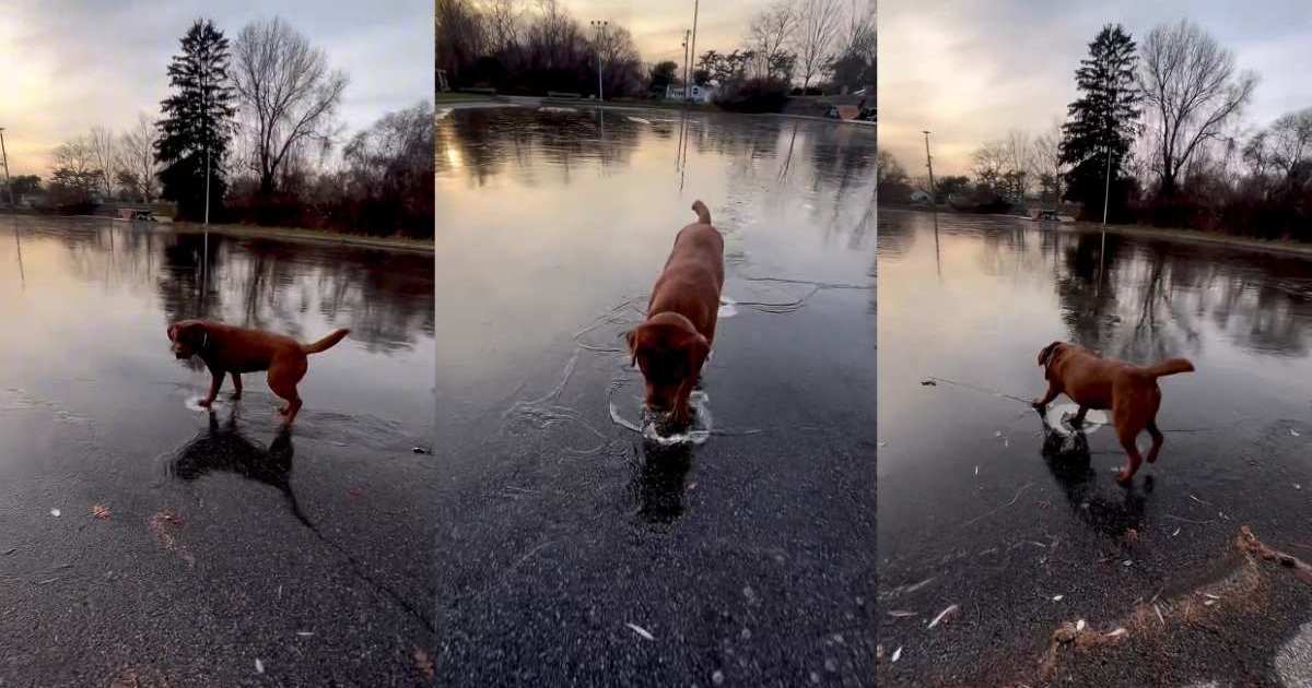 Video of Labrador Walking on Ice Looks Like 'Magic' - DogTime