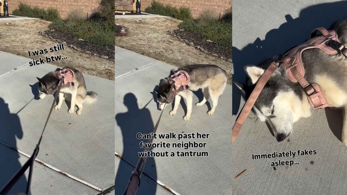Video: Husky Fakes Sleep As Her Favorite Spot Approaches - DogTime