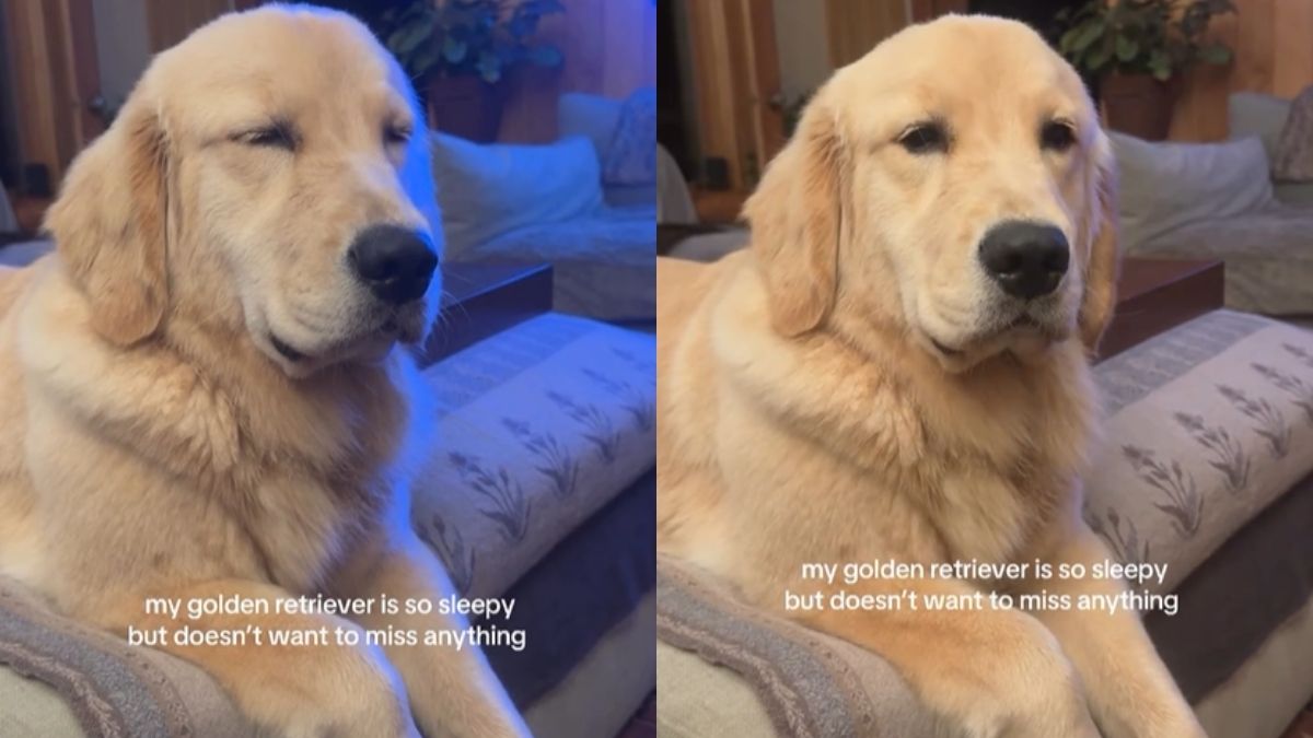 ‘Sleepy’ Golden Retriever Has Fear of Missing Out in Hilarious Video ...