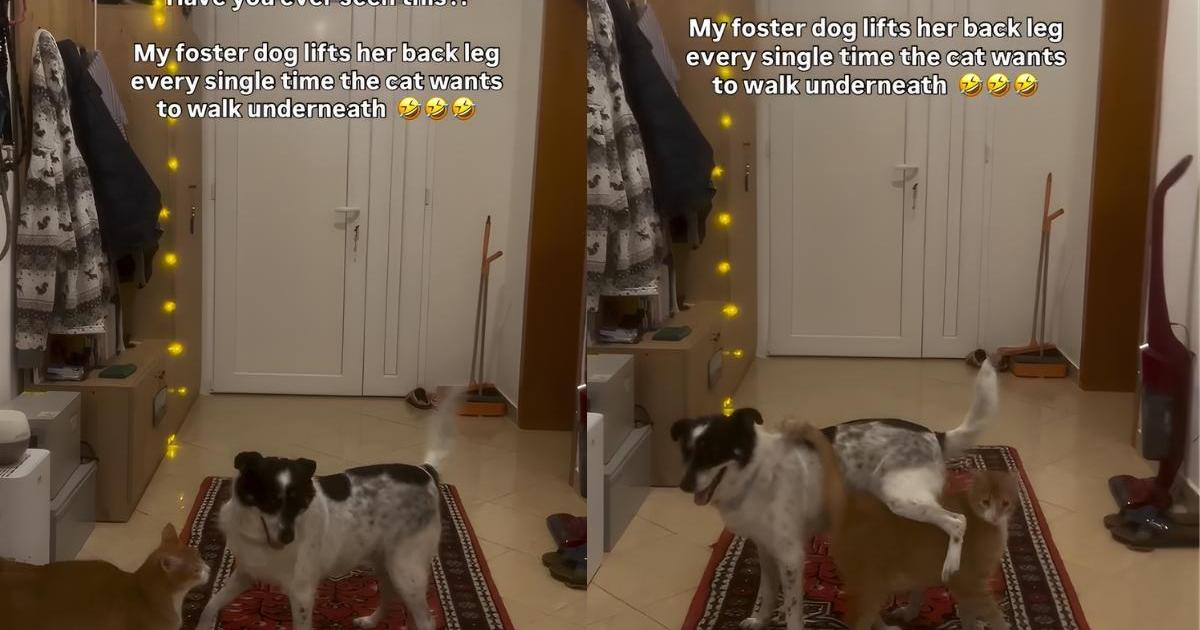 Dog Lets Cat Pass Under Her in Cute Video - DogTime