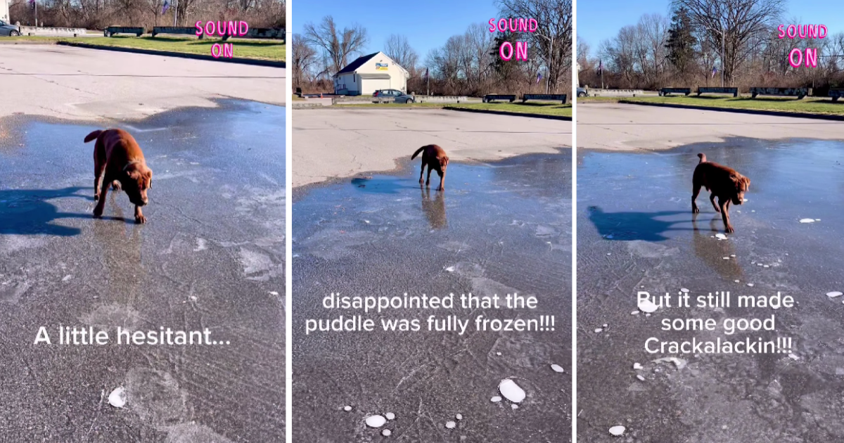 Dog Reacts When He Learns the Puddle He Ice Walks on Is Fully Frozen