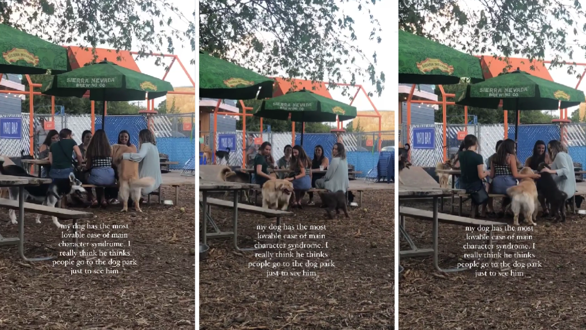 Video: Dog Has 'Most Lovable Case of Main Character Syndrome' - DogTime