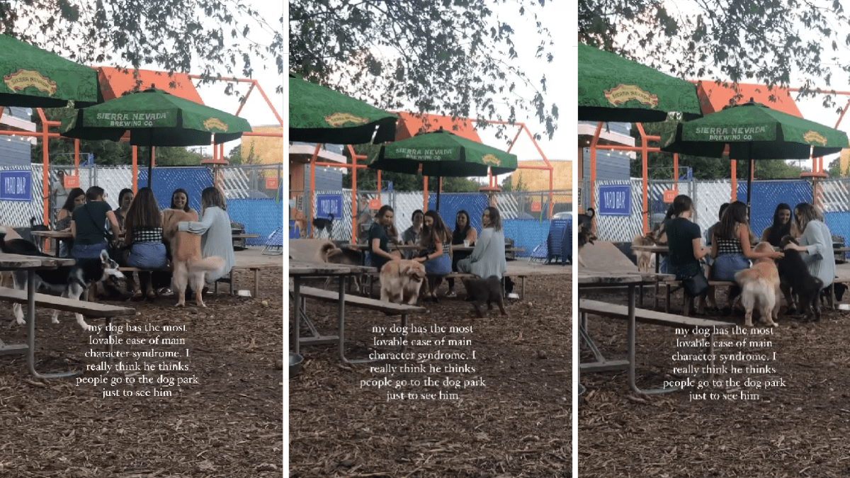 Video: Dog Has 'Most Lovable Case of Main Character Syndrome' - DogTime