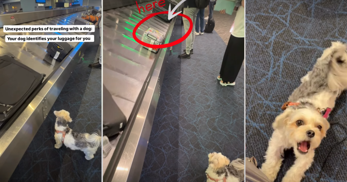 Video Shows 'Unexpected Perk' of Travelling With a Dog - DogTime