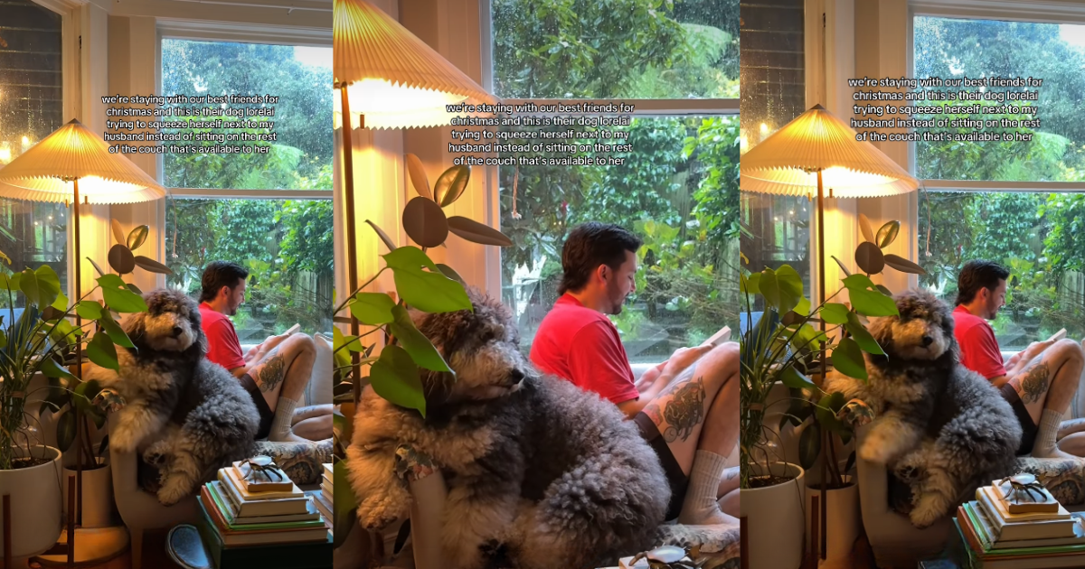 Big Dog Tries to Squeeze into a Spot When the Rest of the Couch Is ...