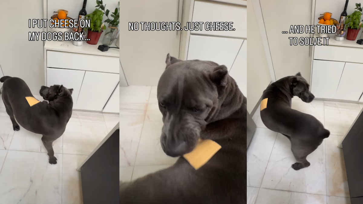 Video Shows Dog With Cheese on His Back Struggling To Solve the Puzzle