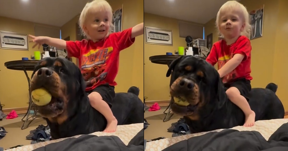 Dog Lets Little Boy Take a Ride on His Back in Wholesome Video - DogTime